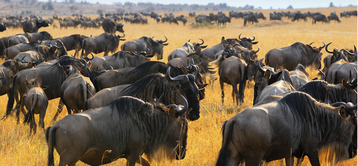 Great Migration in Kenya